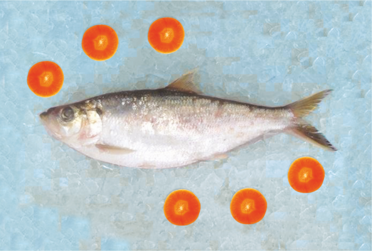 KATI FISH – Kegien Enterprise